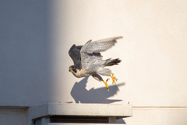 Foto falcão-peregrino (Falco peregrinus) Por Miguel Bellucci | Wiki ...