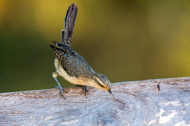 Foto catatau (Campylorhynchus turdinus) Por Marco Guedes | Wiki Aves ...