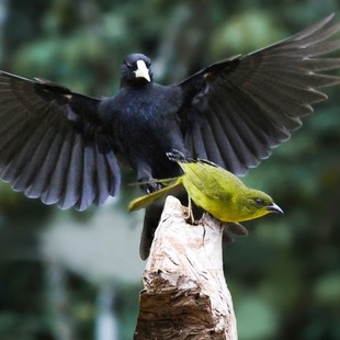guaxe (Cacicus haemorrhous) | WikiAves - A Enciclopédia das Aves do Brasil