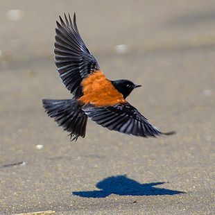 colegial (Lessonia rufa) | WikiAves - A Enciclopédia das Aves do Brasil