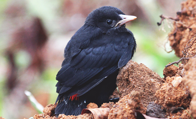 guaxe (Cacicus haemorrhous) | WikiAves - A Enciclopédia das Aves do Brasil