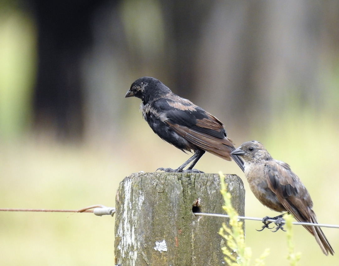 Foto chupim (Molothrus bonariensis) Por Cláudio Jorge | Wiki Aves - A ...