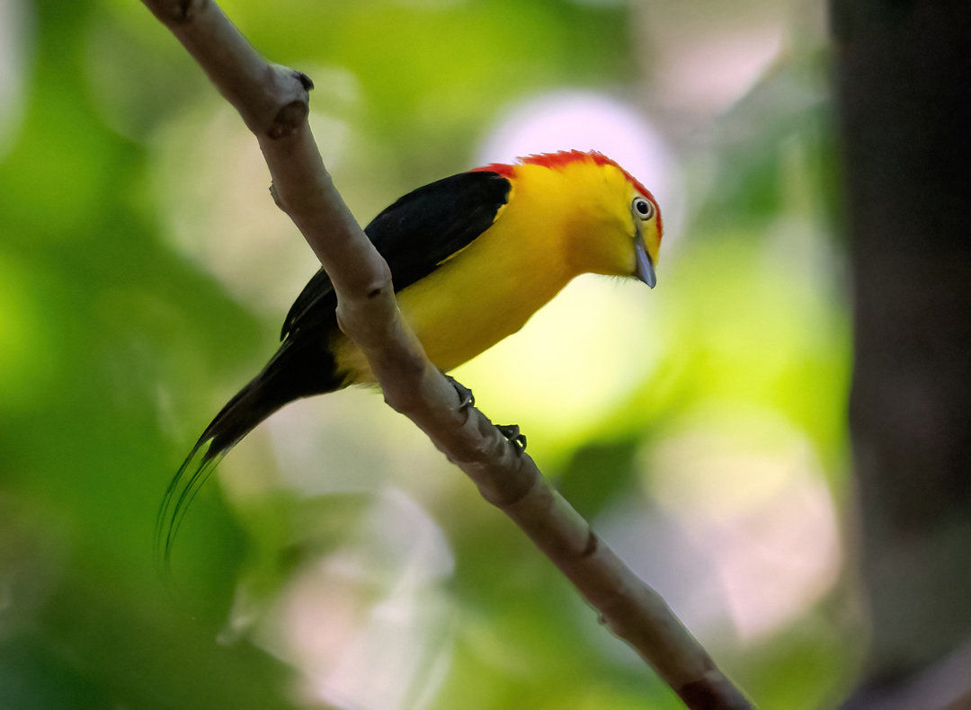 Foto rabo-de-arame (Pipra filicauda) Por Regina Manzur | Wiki Aves - A ...
