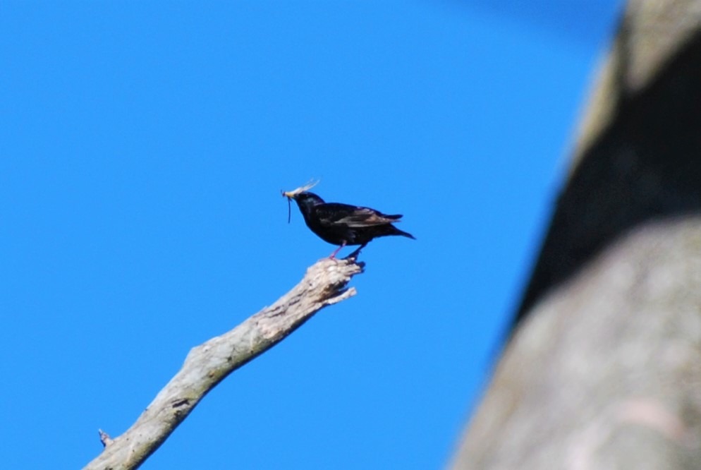 Foto estorninho (Sturnus vulgaris) Por Fabio Cavitione | Wiki Aves - A ...