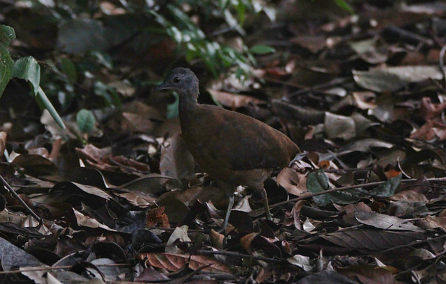 Foto tururim (Crypturellus soui) Por Wylde Vieira | Wiki Aves - A ...
