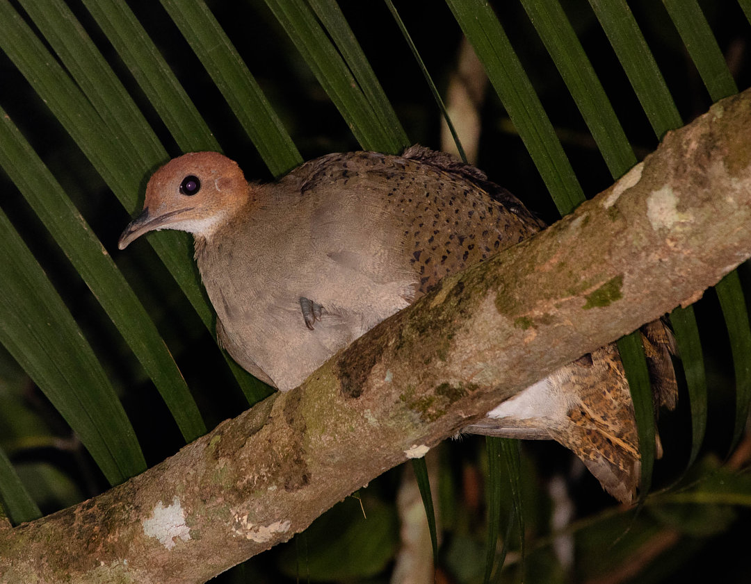 Foto inhambu-serra (Tinamus major) Por Kleiton Silva | Wiki Aves - A ...