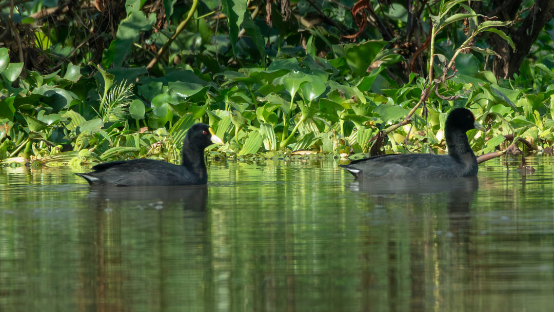 Foto carqueja-de-bico-amarelo (Fulica leucoptera) Por Michelângelo ...