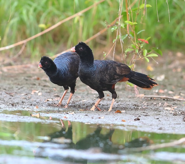 Foto mutum-do-norte (Pauxi tomentosa) Por Luiz Brito | Wiki Aves - A ...