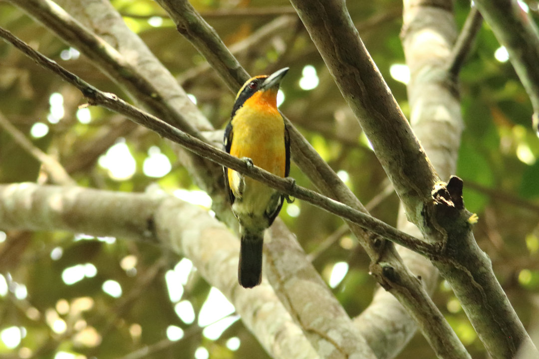 Foto capitão-de-fronte-dourada (Capito auratus) Por Ivo Zecchin | Wiki ...