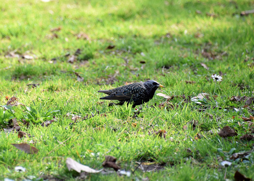 Foto estorninho (Sturnus vulgaris) Por Joaquim Ribas | Wiki Aves - A ...