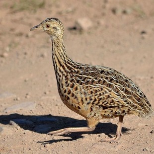 codorna-amarela (Nothura maculosa) | WikiAves - A Enciclopédia das Aves ...