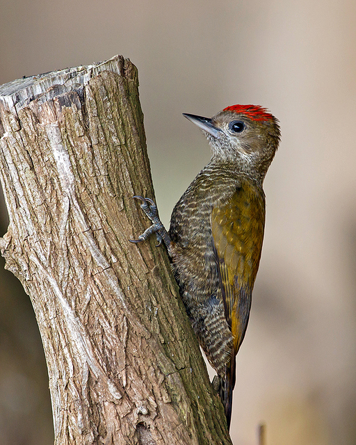 pica-pau-pequeno (Veniliornis passerinus) | WikiAves - A Enciclopédia ...