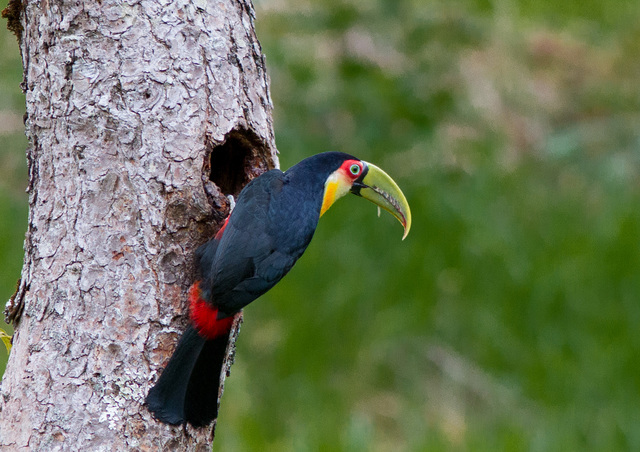 Foto tucano-de-bico-verde (Ramphastos dicolorus) Por Constantino Melo ...
