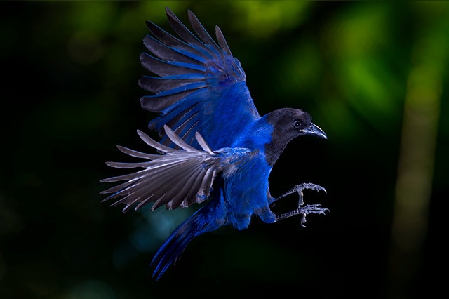 Foto gralha-azul (Cyanocorax caeruleus) Por Hudson Garcia | Wiki Aves ...