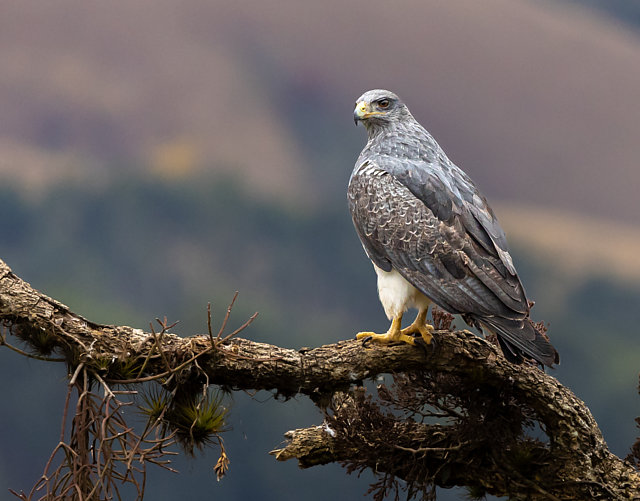 Foto águia-serrana (Geranoaetus melanoleucus) Por Mario Polidoro | Wiki ...