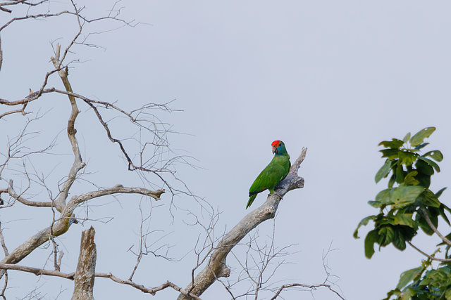 Foto chauá (Amazona rhodocorytha) Por Gabriel Bonfa | Wiki Aves - A ...