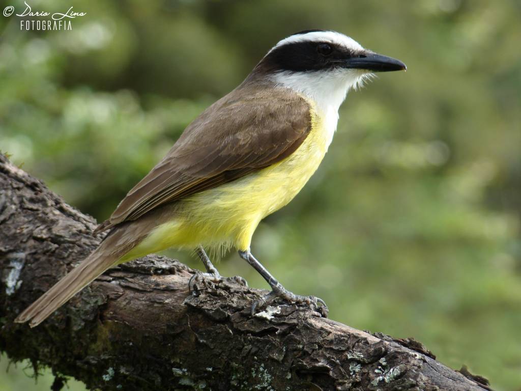 Foto bem-te-vi (Pitangus sulphuratus) Por Dario Lins | Wiki Aves - A ...