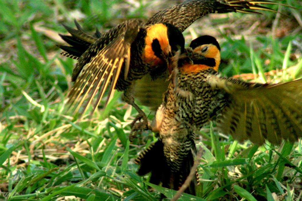 Foto pica-pau-do-campo (Colaptes campestris) Por João Marques | Wiki ...