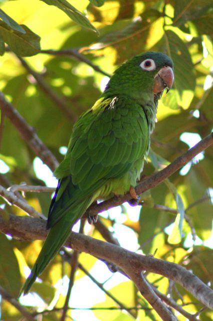 Foto aratinga-de-testa-azul (Thectocercus acuticaudatus) Por Marcelo ...