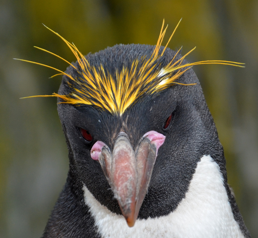 Foto pinguim-macaroni (Eudyptes chrysolophus) Por Cesar Santos | Wiki ...