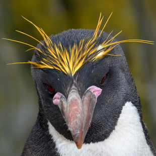 Sphenisciformes | WikiAves - A Enciclopédia das Aves do Brasil