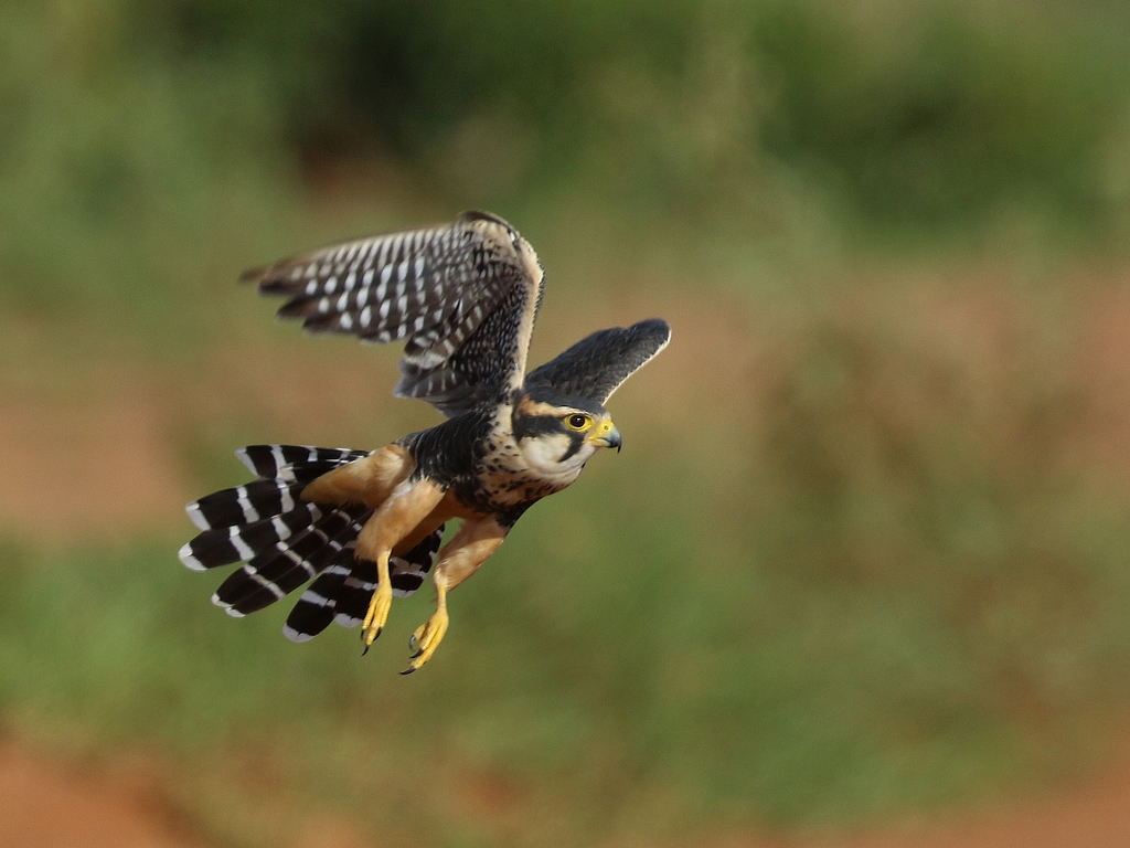 Foto falcão-de-coleira (Falco femoralis) Por Stéphane Passera (Stef ...