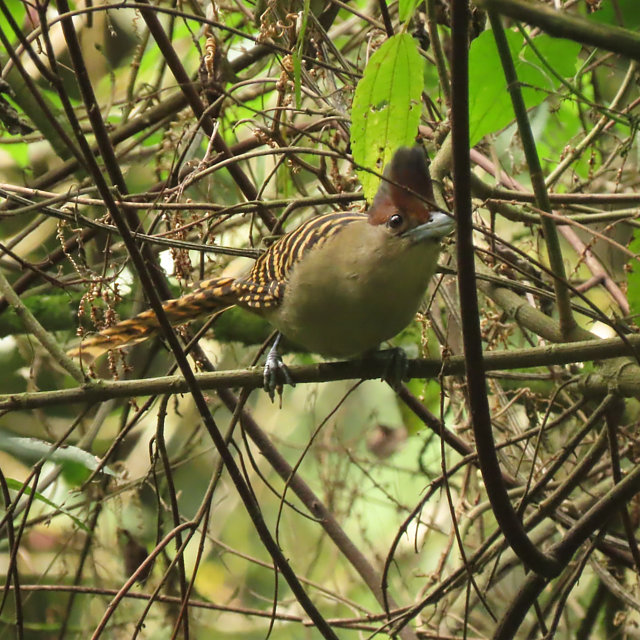 Foto matracão (Batara cinerea) Por Ronaldo Rodrigues de Moraes | Wiki ...