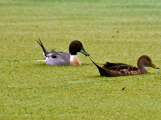 Foto arrabio (Anas acuta) Por José Roberto Queiroz | Wiki Aves - A ...