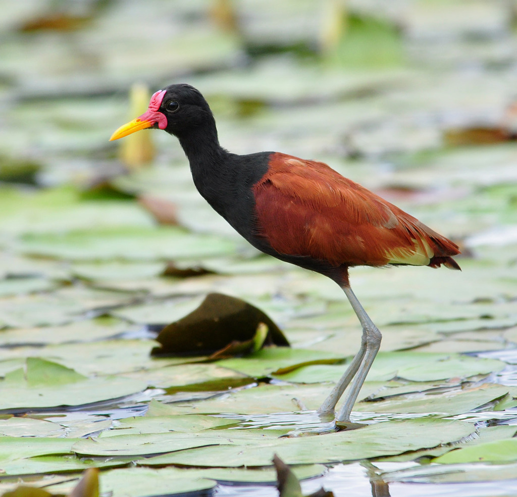 Foto jaçanã (Jacana jacana) Por Oderson Barbosa | Wiki Aves - A ...