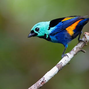 saíra-pintor (Tangara fastuosa) | WikiAves - A Enciclopédia das Aves do ...