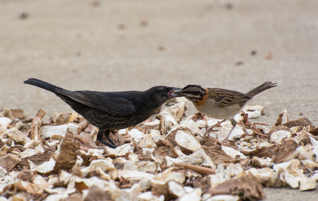 Foto chupim (Molothrus bonariensis) Por Hartur Noia | Wiki Aves - A ...
