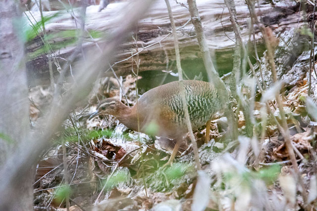 Foto zabelê (Crypturellus zabele) Por Alex Sezko | Wiki Aves - A ...