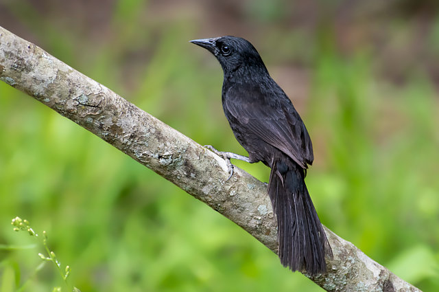Foto anumará (Anumara forbesi) Por Wagner Coppede | Wiki Aves - A ...