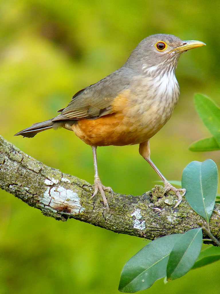 Foto sabiá-laranjeira (Turdus rufiventris) Por André Adeodato | Wiki ...