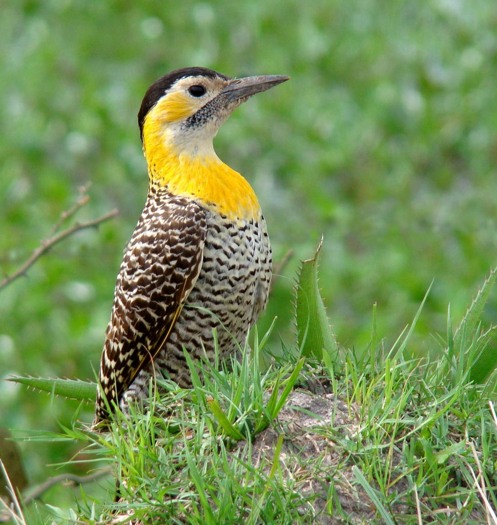 Foto pica-pau-do-campo (Colaptes campestris) Por Hugo Amaral | Wiki ...