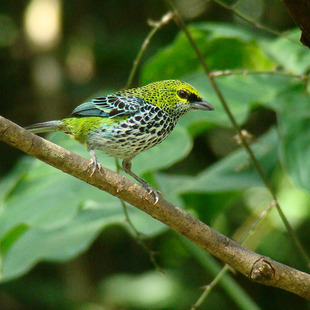 saíra-pintada (Tangara guttata) | WikiAves - A Enciclopédia das Aves do ...