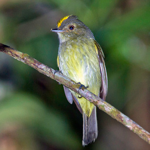 fruxu (Neopelma chrysolophum) | WikiAves - A Enciclopédia das Aves do ...