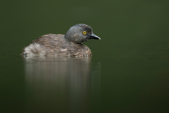 Foto mergulhão-pequeno (Tachybaptus dominicus) Por Frodoaldo Budke ...