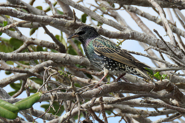 Foto estorninho (Sturnus vulgaris) Por Dante Meller | Wiki Aves - A ...