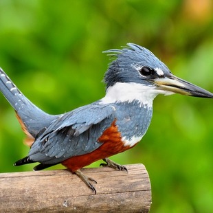 Coraciiformes | WikiAves - A Enciclopédia das Aves do Brasil