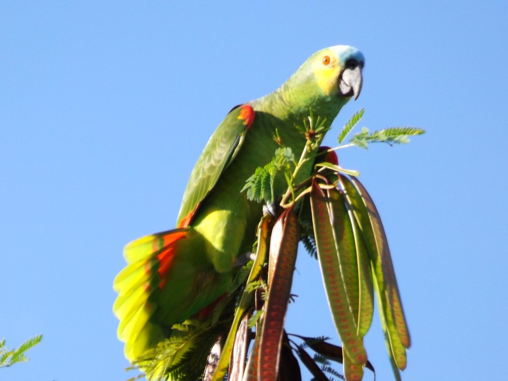 Foto papagaio-verdadeiro (Amazona aestiva) Por Vinicius Santana | Wiki ...