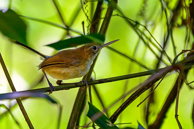 Foto chirito (Ramphocaenus melanurus) Por José Rondon | Wiki Aves - A ...