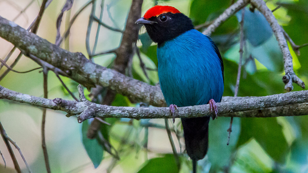 Foto tangará (Chiroxiphia caudata) Por Valmiro Felippe | Wiki Aves - A ...
