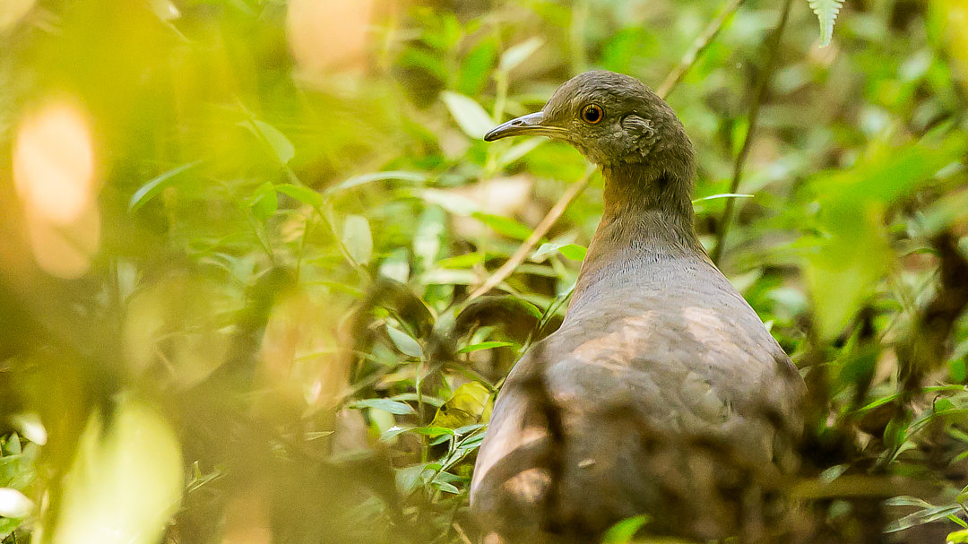 Foto inhambuguaçu (Crypturellus obsoletus) Por Valmiro Felippe | Wiki ...