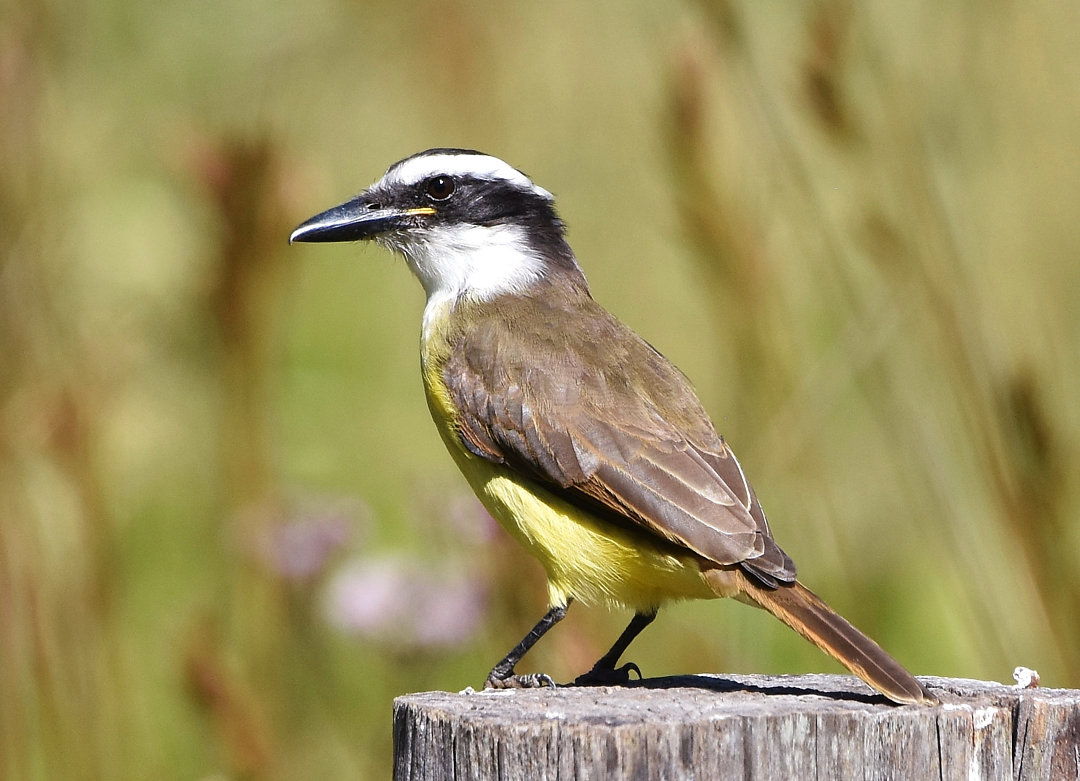 Foto bem-te-vi (Pitangus sulphuratus) Por Maicon Molina | Wiki Aves - A ...