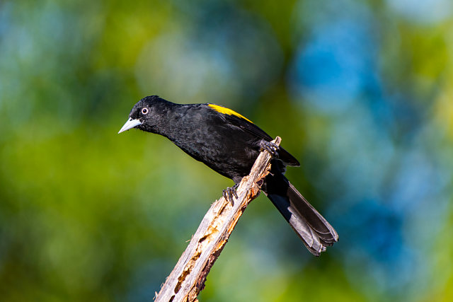 Foto tecelão (Cacicus chrysopterus) Por Giancarlo Müller Pozzebon ...