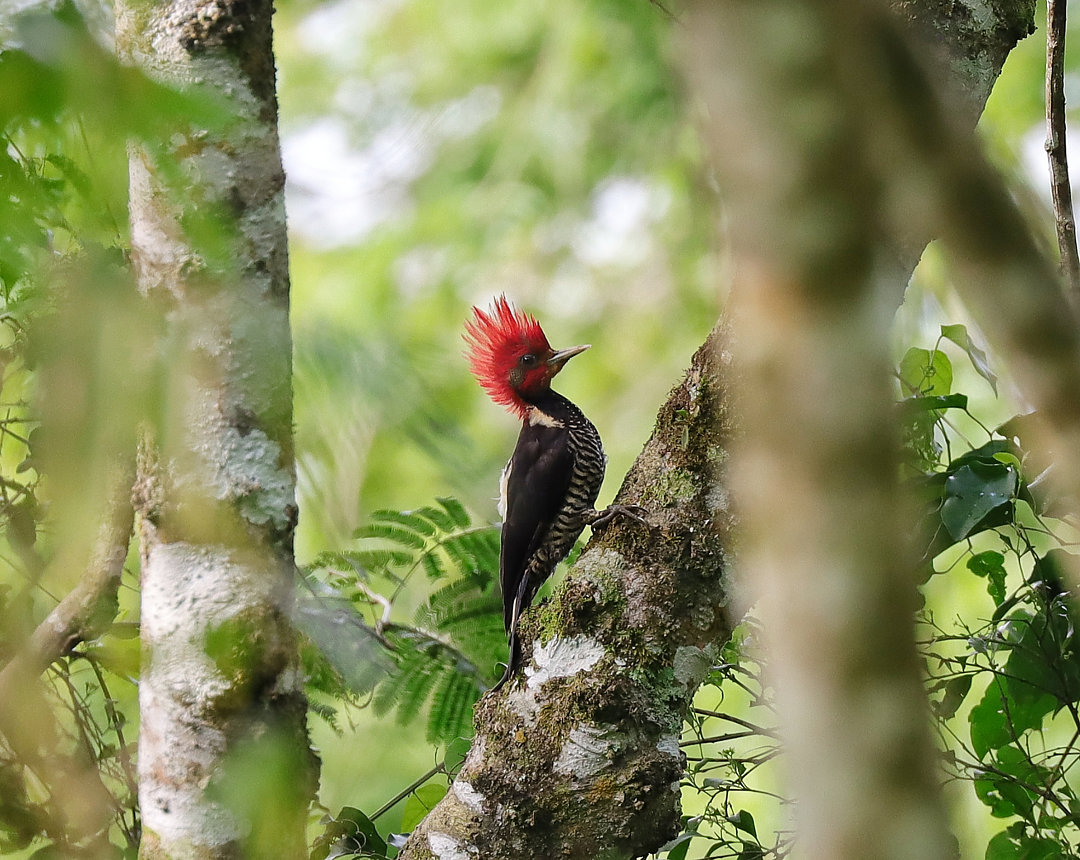 Foto pica-pau-de-cara-canela (Celeus galeatus) Por Zigmar Riedtmann | Wiki Aves - A Enciclopédia ...