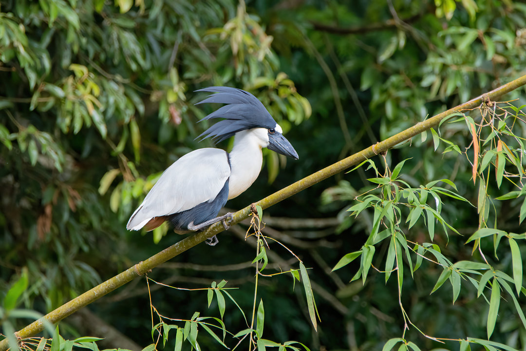 Foto arapapá (Cochlearius cochlearius) Por Paulo M Silveira | Wiki Aves ...