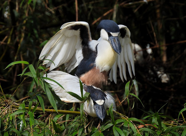 Foto arapapá (Cochlearius cochlearius) Por Wagner Loureiro | Wiki Aves ...