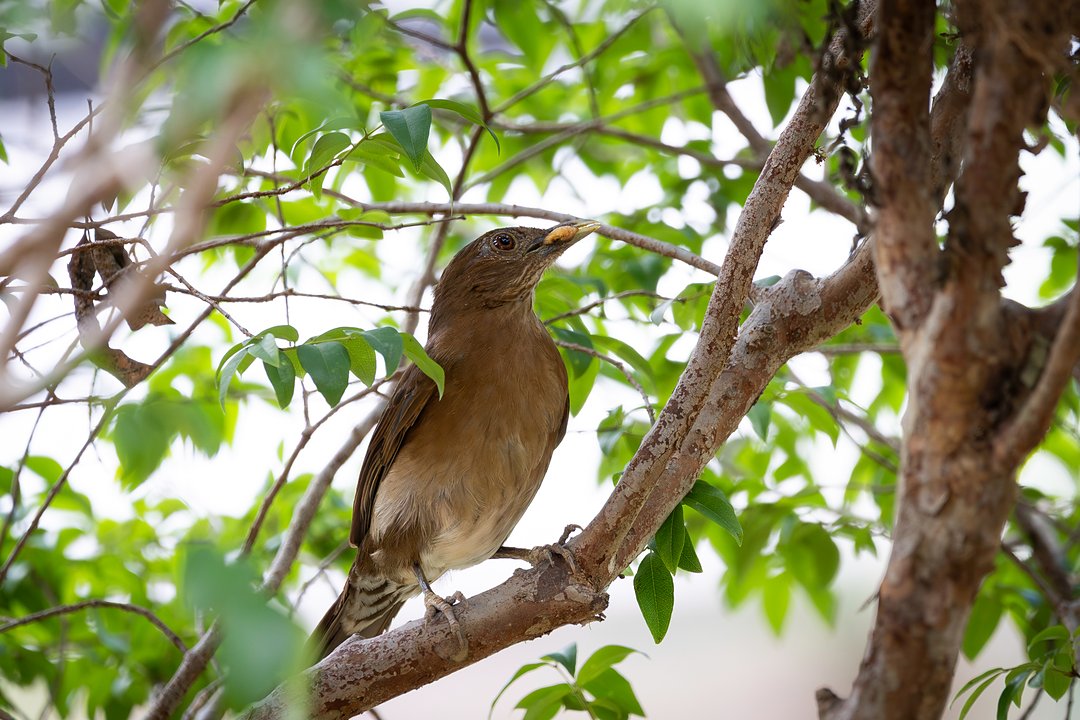 Foto sabiá-da-várzea (Turdus sanchezorum) Por André Camargo | Wiki Aves ...